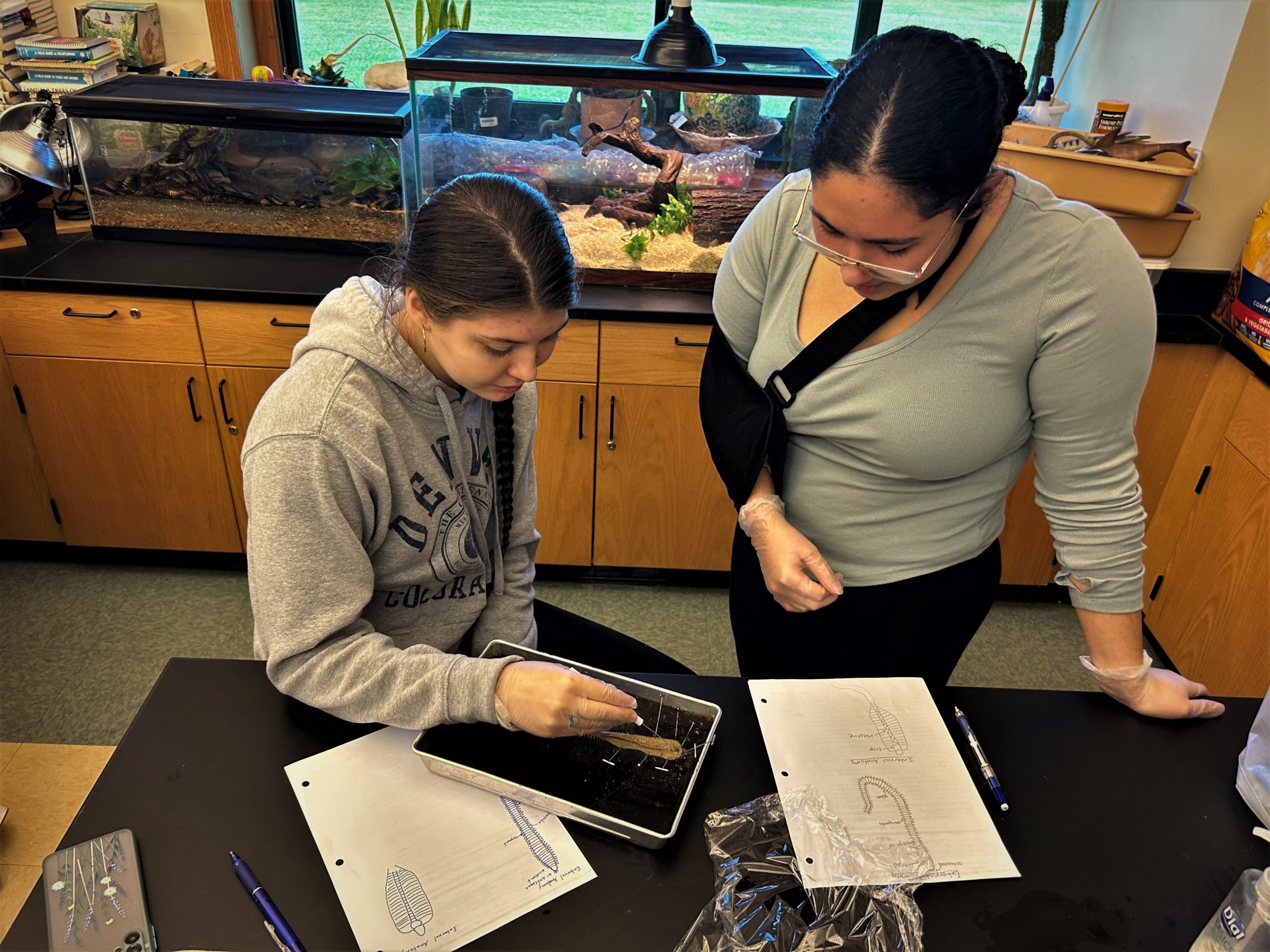Dissecting Clamworms in Mr. McDarby's Marine Science Class | Hudson ...